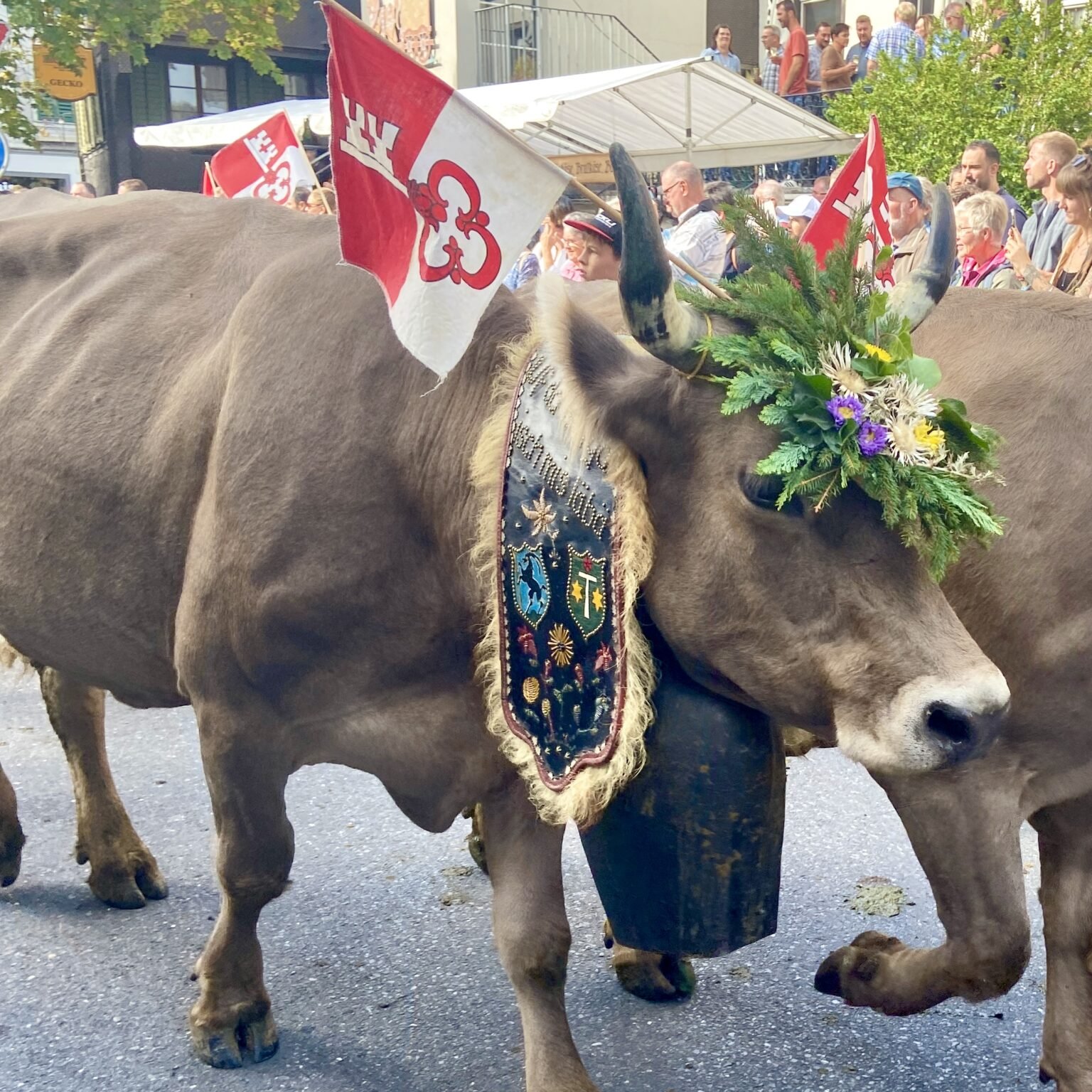 A Family Guide to Switzerland’s Colorful Cow Parades (Alpabzug ...